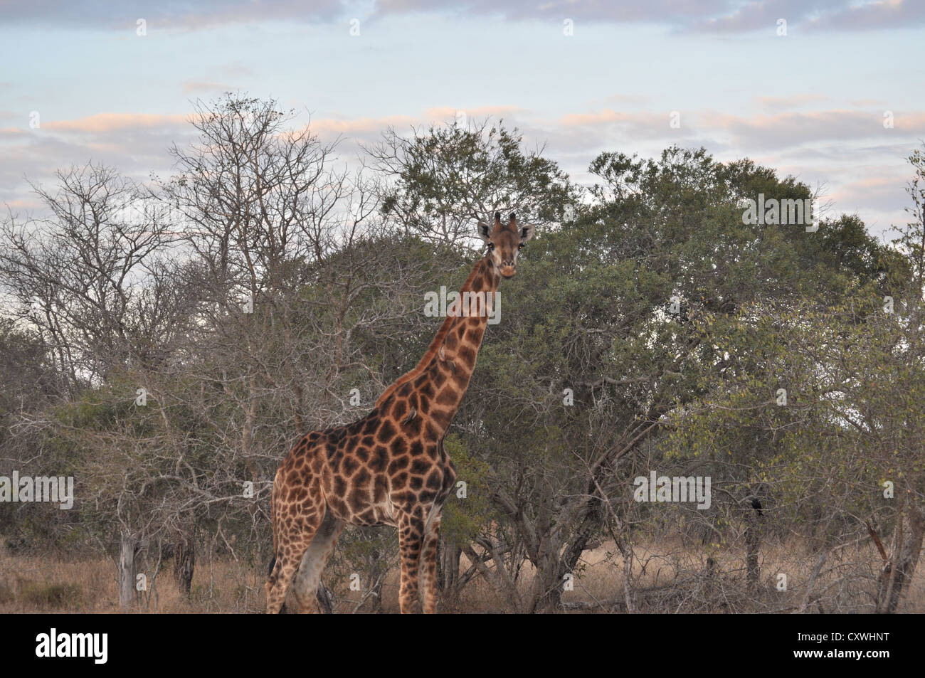 Giraffe Sabi Sands South Africa Stock Photo - Alamy