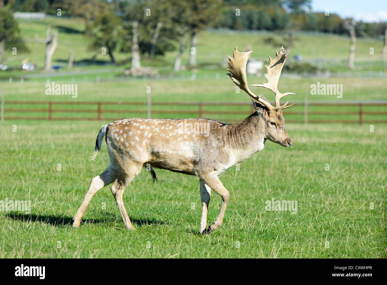A deer walking along Stock Photo - Alamy