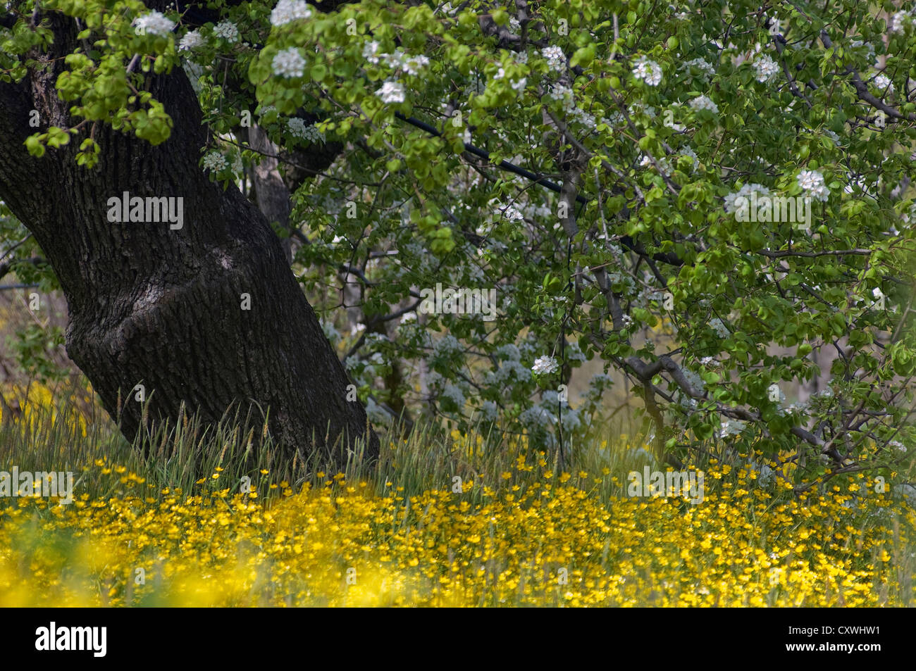 Flowering pear tree on meadow with marsh marigold (Pelion peninsula ...