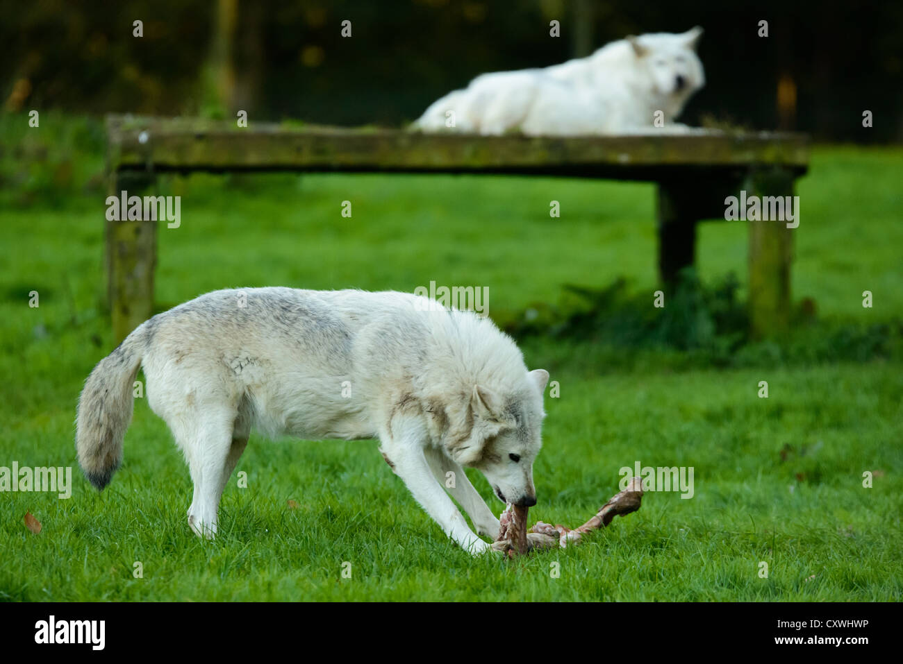 A wolf eating some ribs whilst another one lies down in the background ...