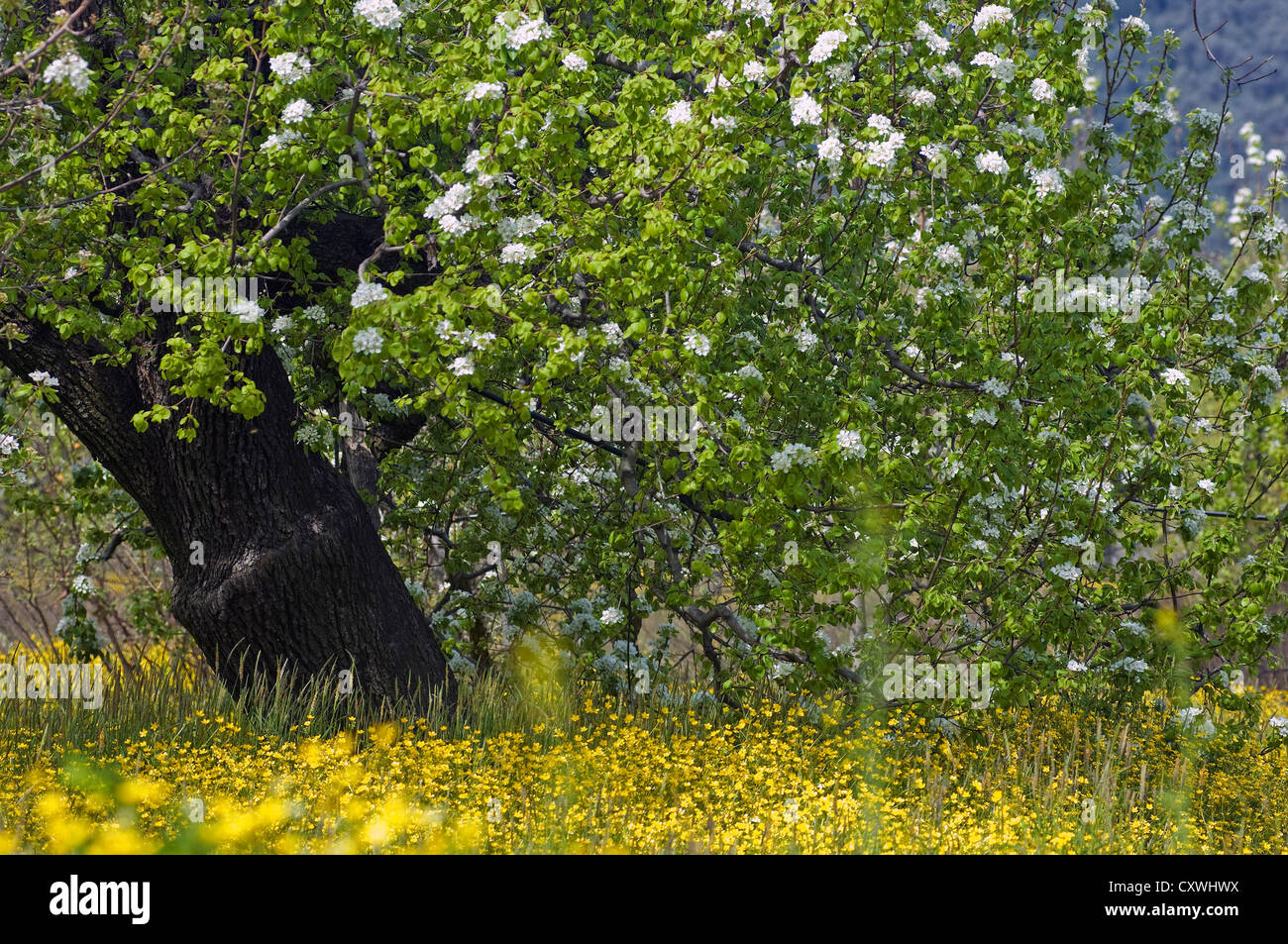 Flowering pear tree on meadow with marsh marigold (Pelion peninsula ...