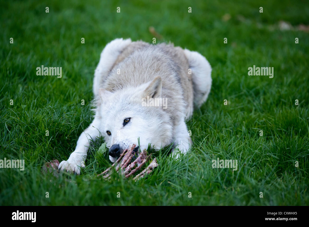 A wolf lying down chewing on some ribs Stock Photo - Alamy