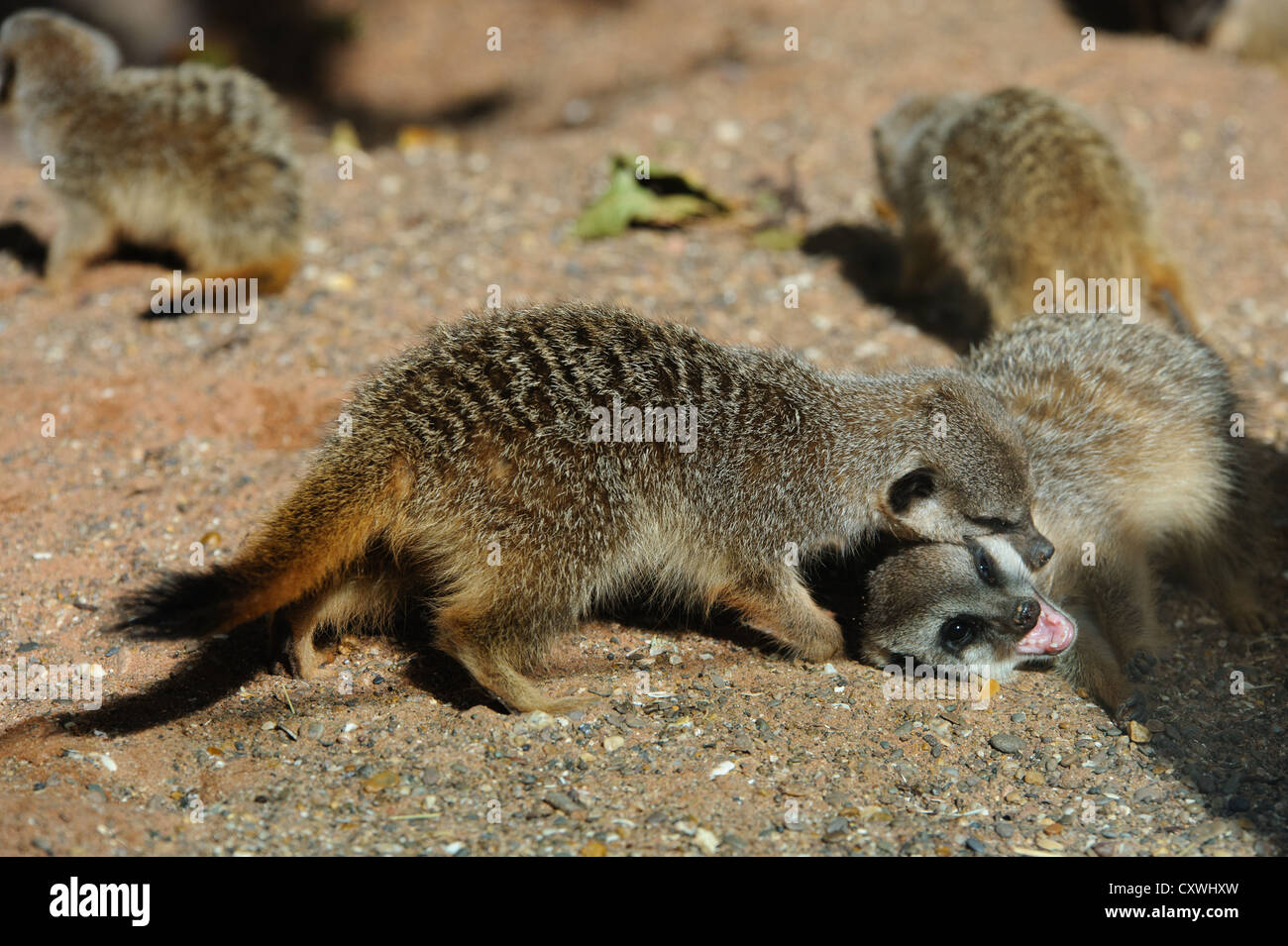 2 meerkats playing Stock Photo - Alamy