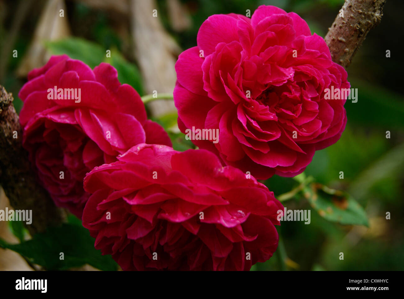 Red colur roses hi-res stock photography and images - Alamy