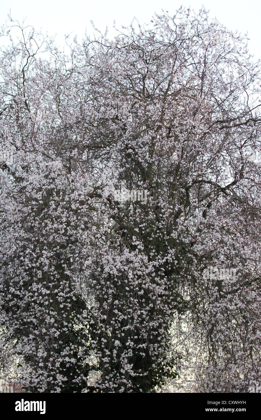 beautiful tree's London, U.K., city, europe, photoarkive Stock Photo ...