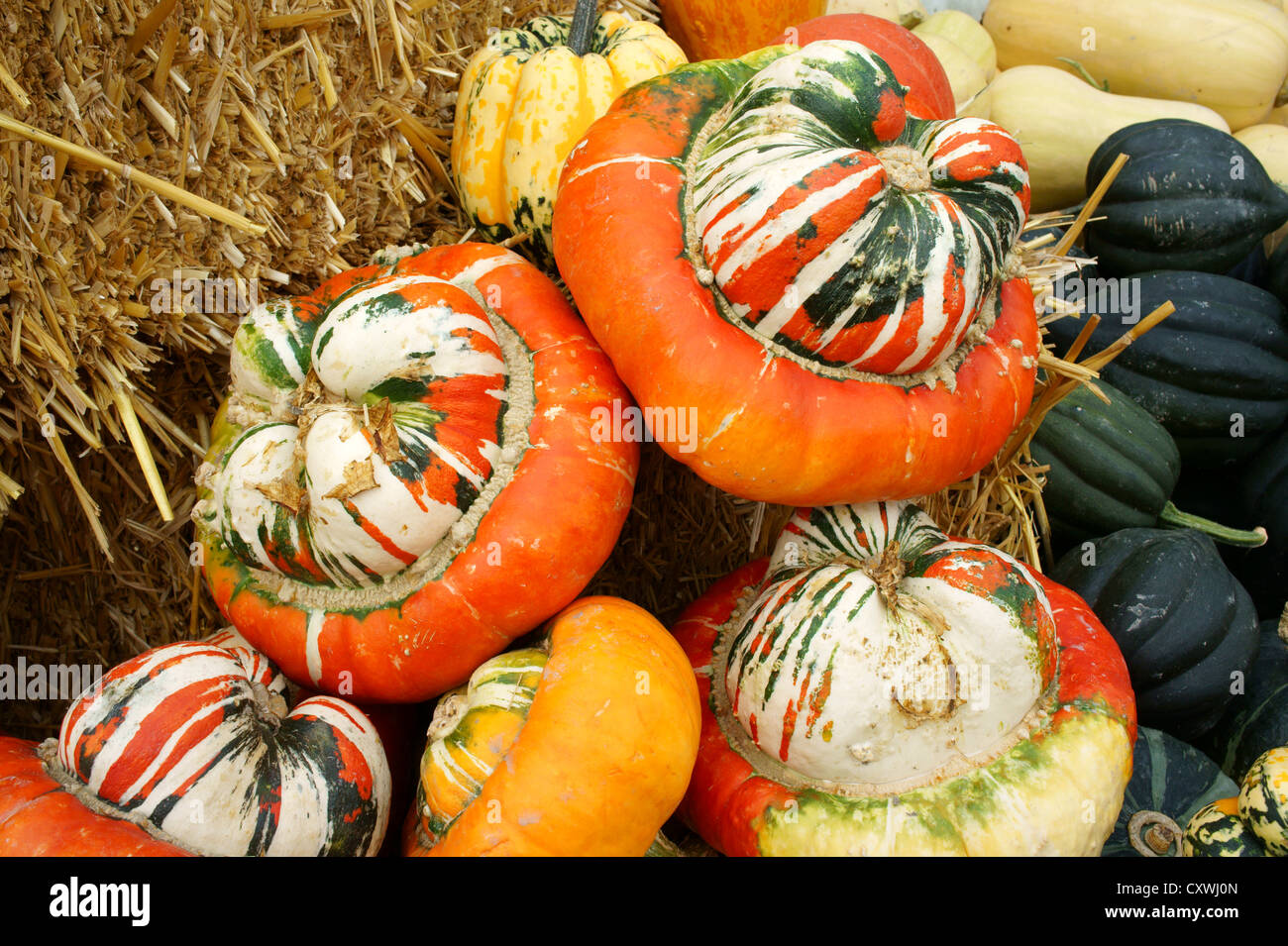 Turban squash hi-res stock photography and images - Alamy
