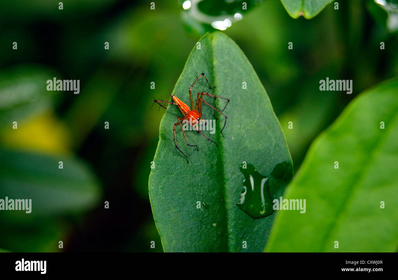 Spiders of kerala hi-res stock photography and images - Alamy