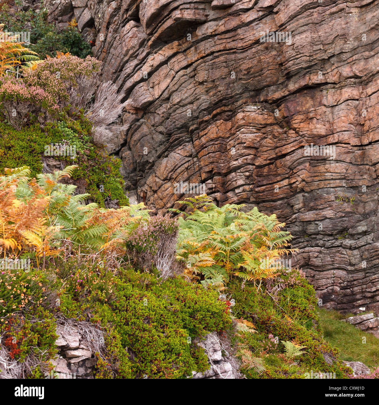 Eroded sedimentary sandstone rock strata, heather and bracken on cliffs ...