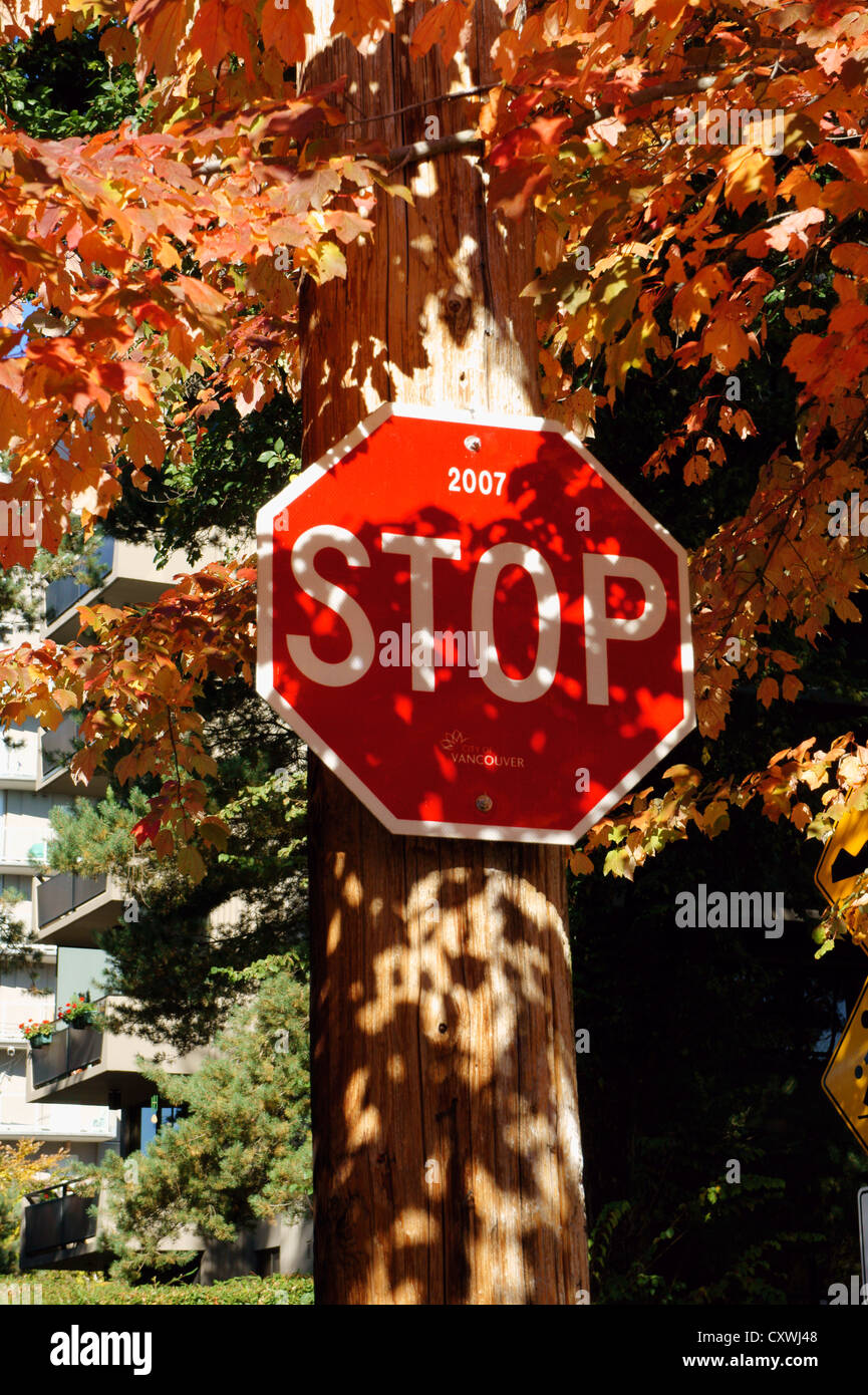Stop sign surrounded by colorful autumn leaves, Vancouver, British ...