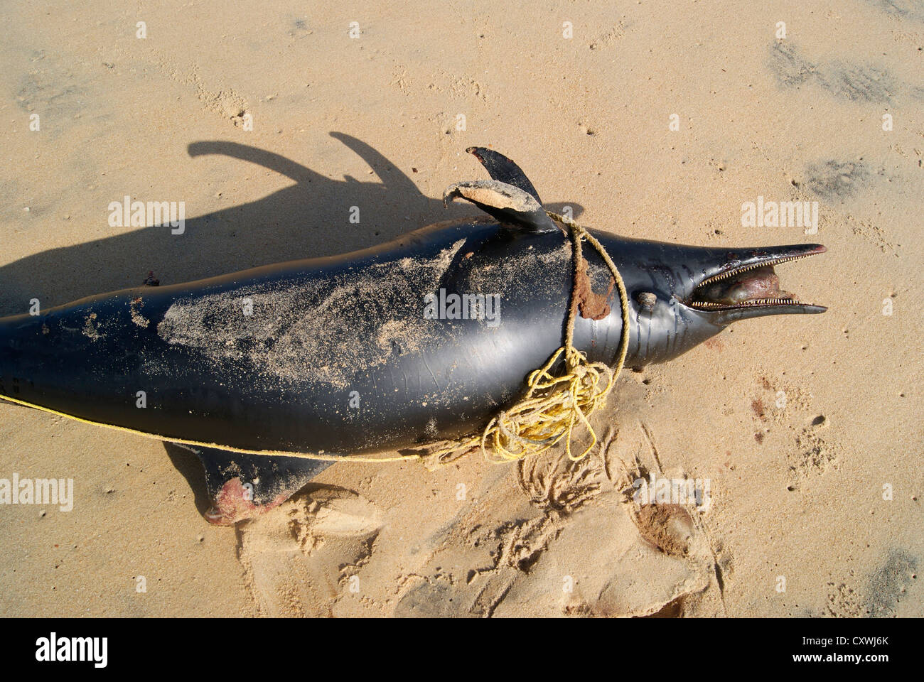 Dolphin caught in fishing net hi-res stock photography and images - Alamy