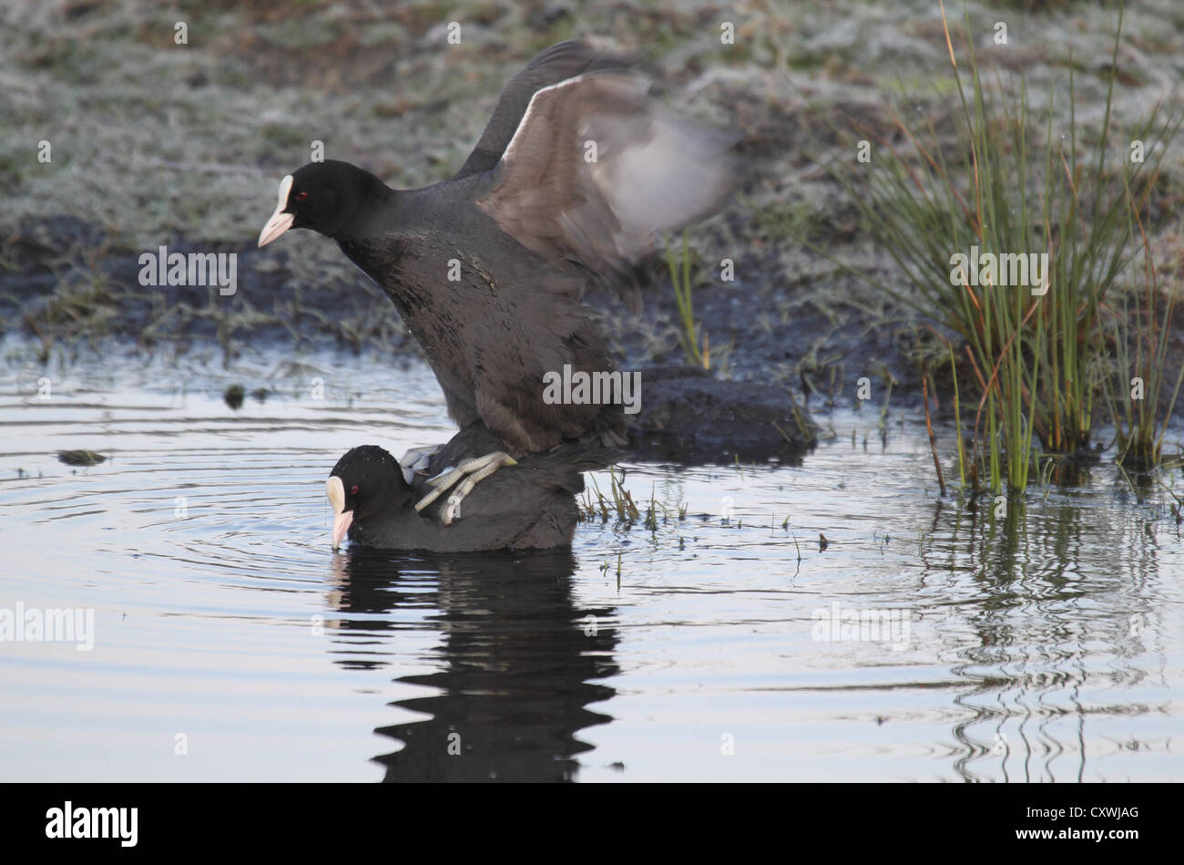 Mating reproduction hi-res stock photography and images - Alamy