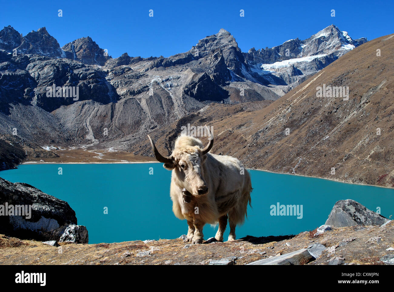 Rare white yak in front of striking turquoise Gokyo Lake (4,800m above ...
