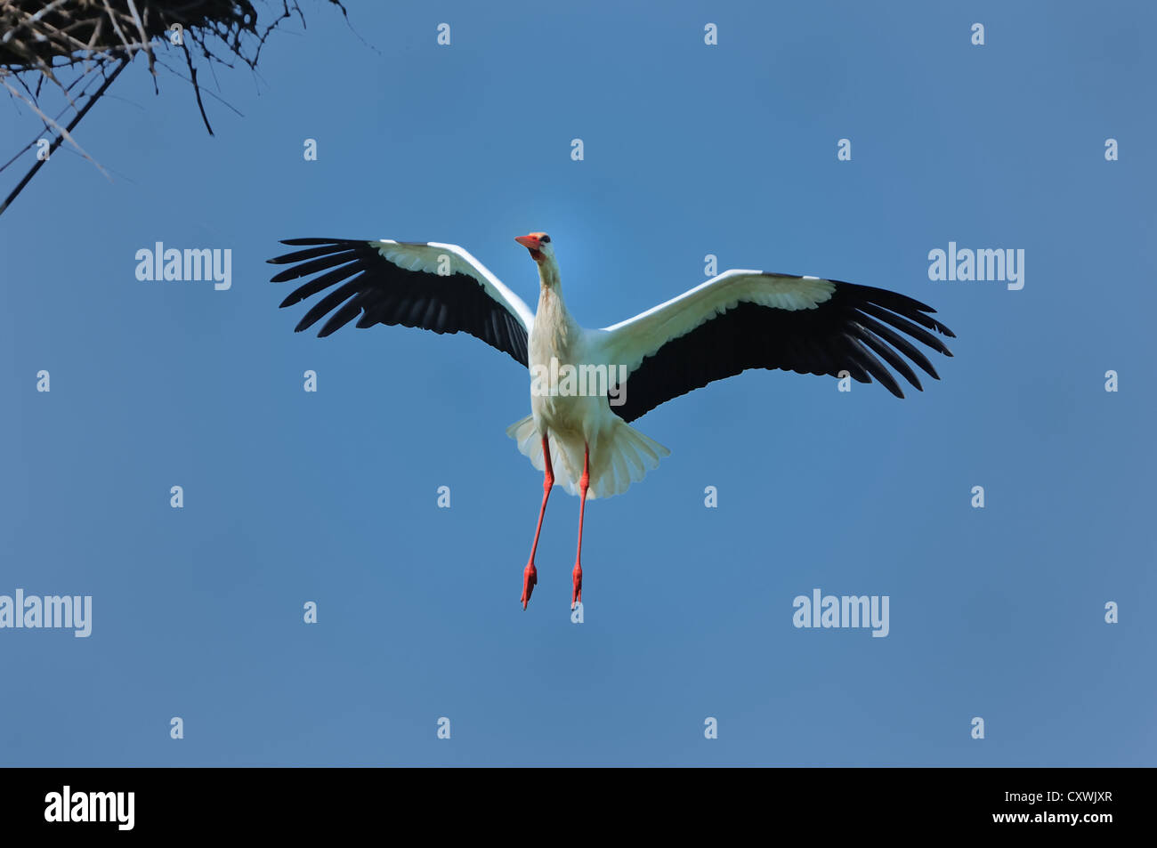 Stork in flight Stock Photo - Alamy