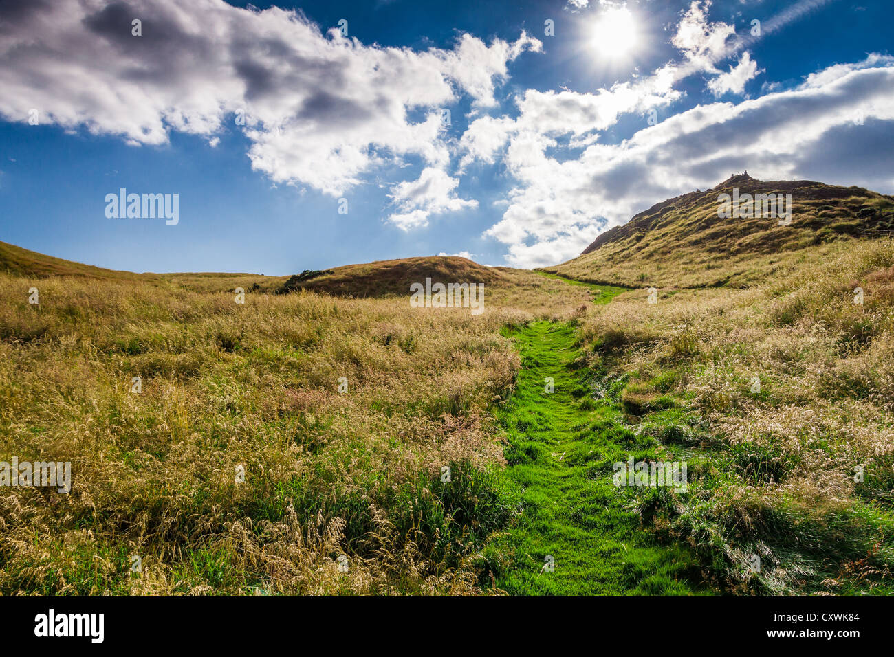 Green footpath lead to the hill in Scotland Stock Photo - Alamy