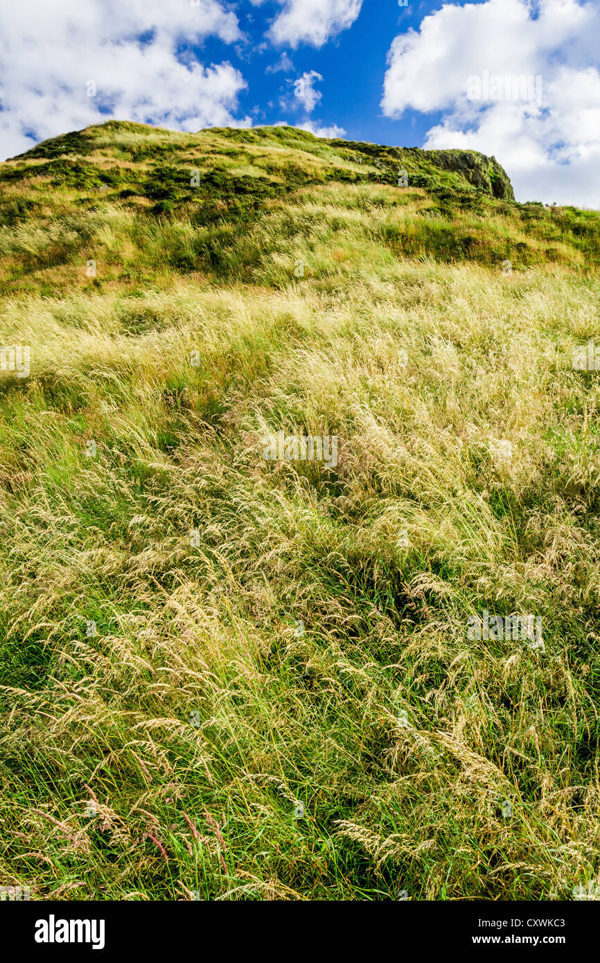 Green meadow in Edinburgh Stock Photo - Alamy