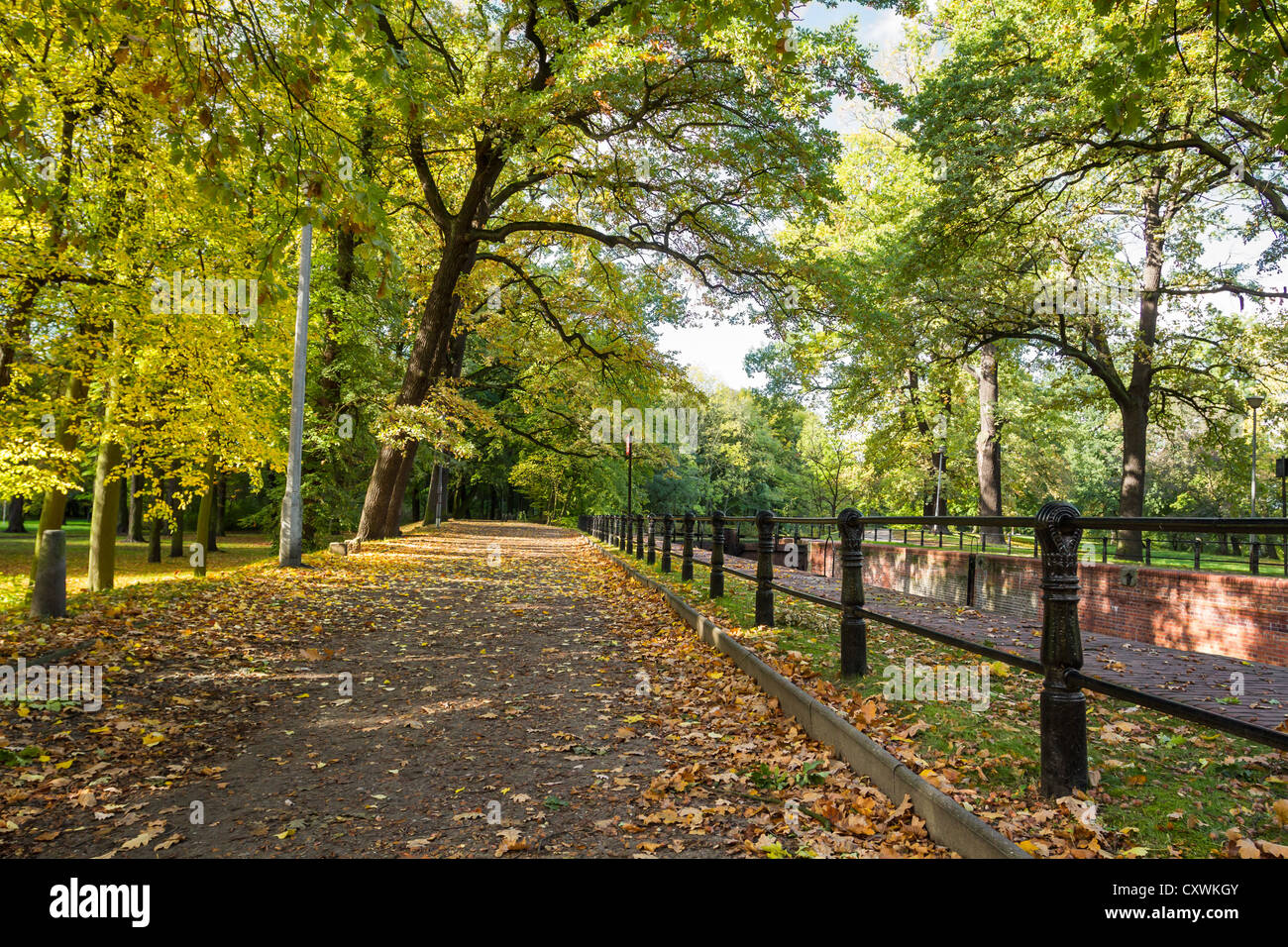 Sunny day in forest path during autumn Stock Photo - Alamy