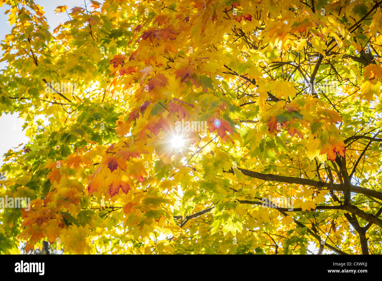 Sun beam through autumn leaves background Stock Photo - Alamy