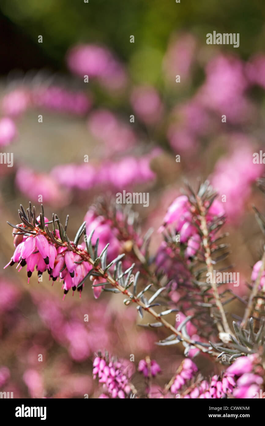 Heather Blooms High Resolution Stock Photography and Images - Alamy