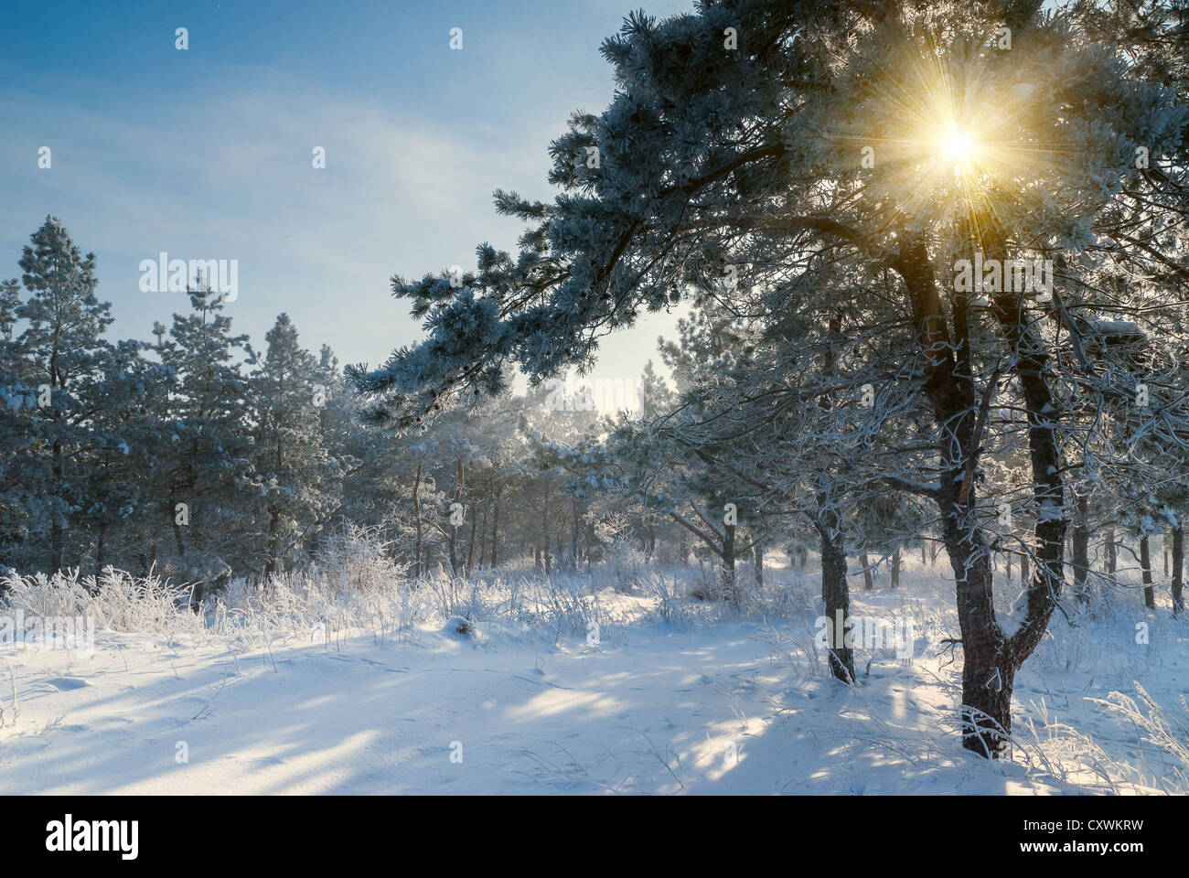 Beautiful winter morning, sun rays shine through branches, landscape ...
