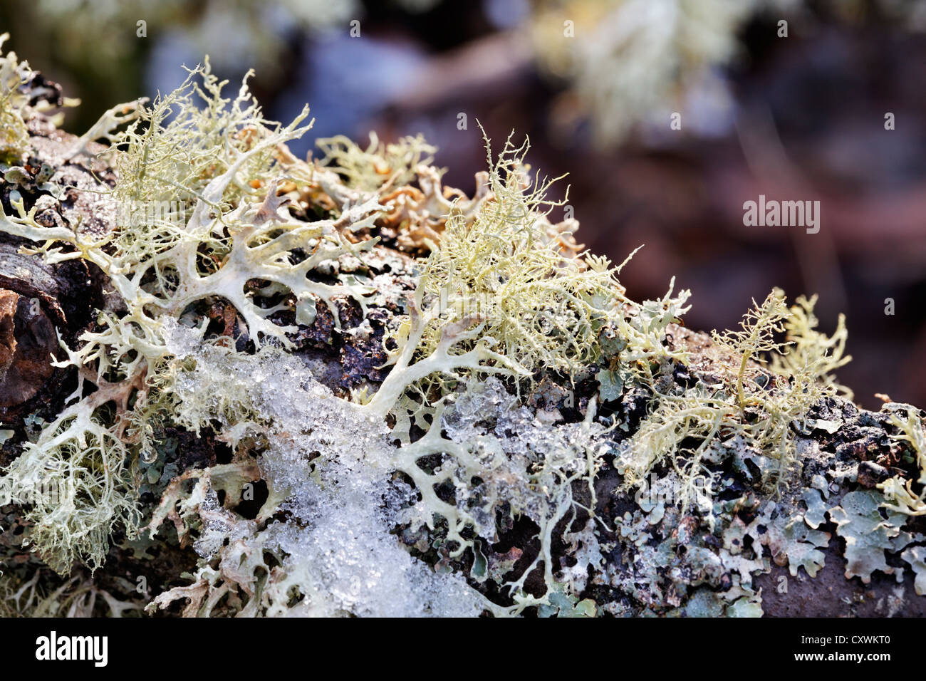 Pacific Lichens High Resolution Stock Photography and Images - Alamy