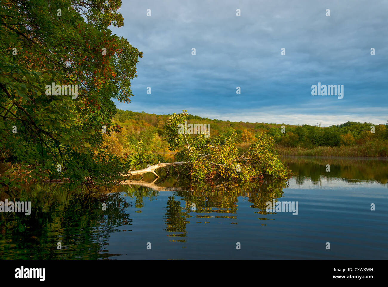Autumn landscape with tree in water and clouds Stock Photo - Alamy