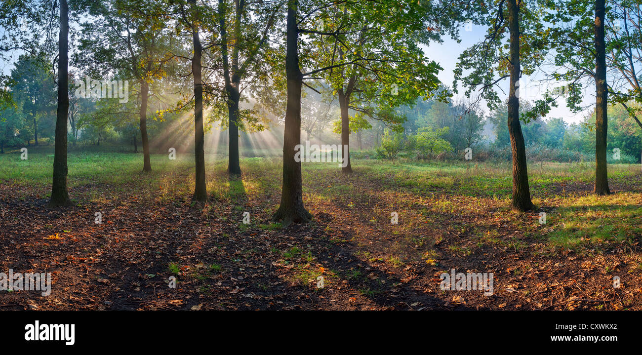 Sun rays shining through branches of trees in the oak wood, panorama ...