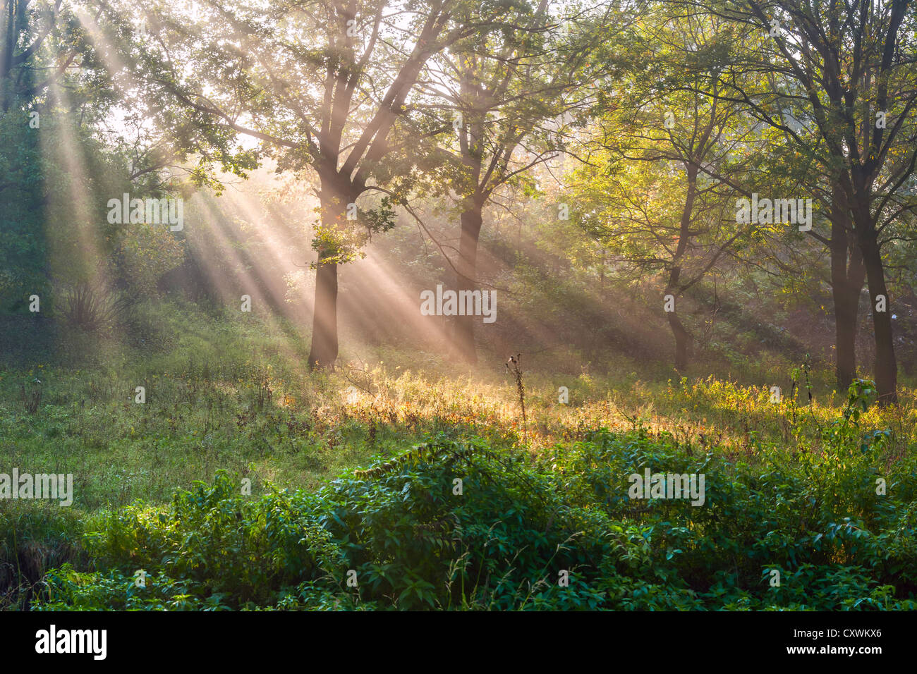 The bright sun rays shining through branches of trees, wood landscape ...