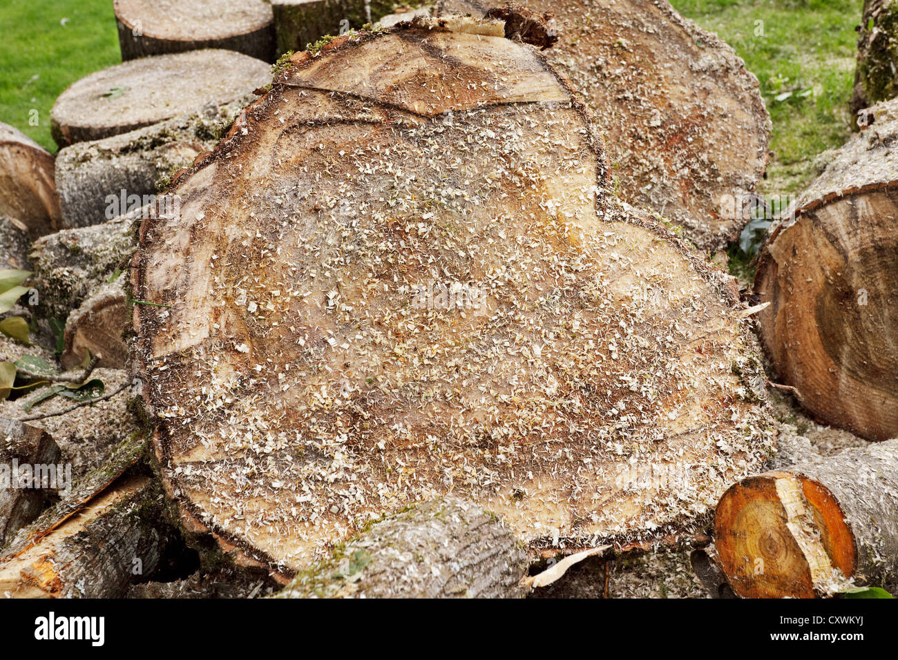 Cottonwood Tree High Resolution Stock Photography and Images - Alamy