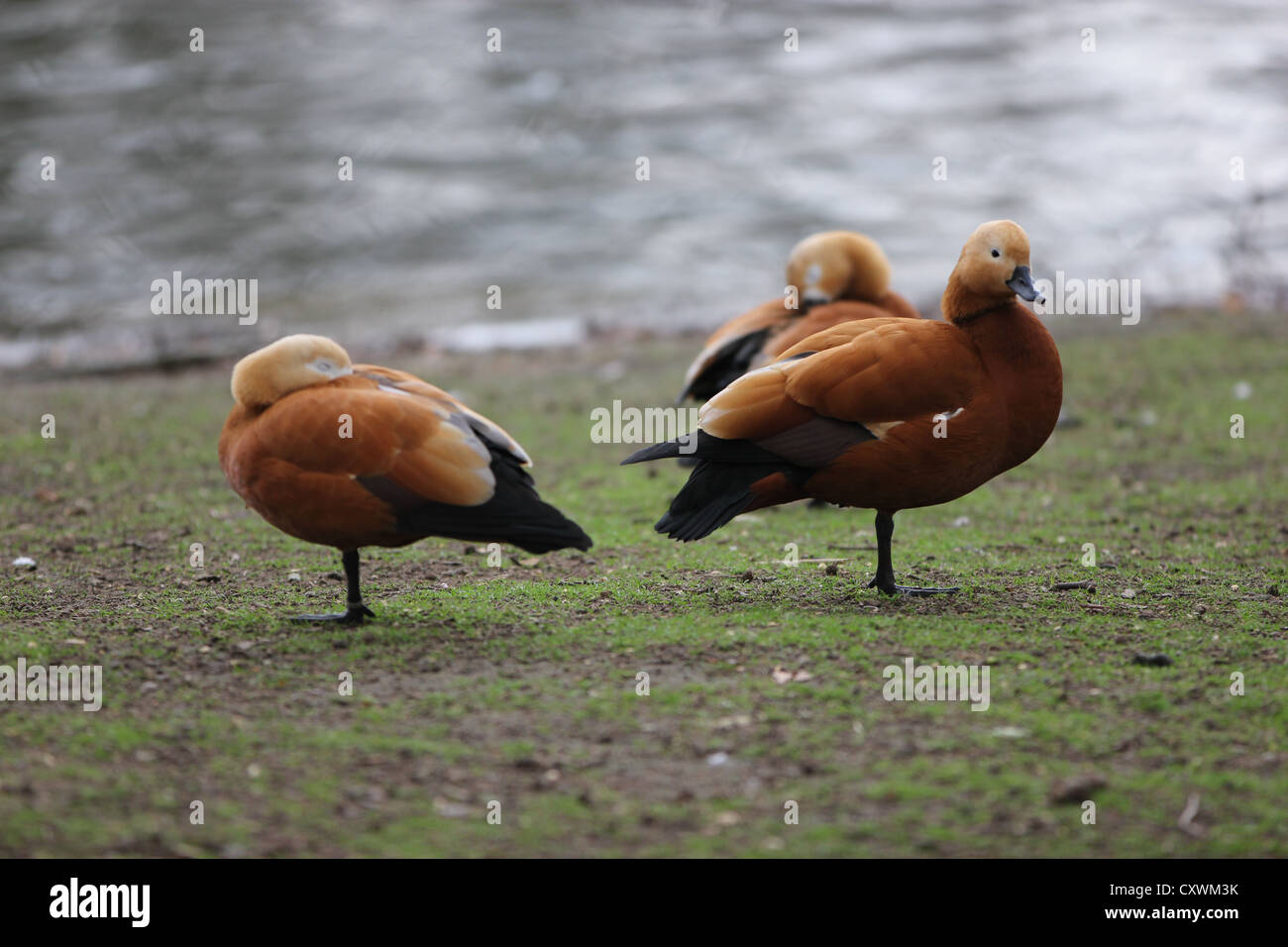 London, Londra, city, europe, ducks besides the river in green park ...