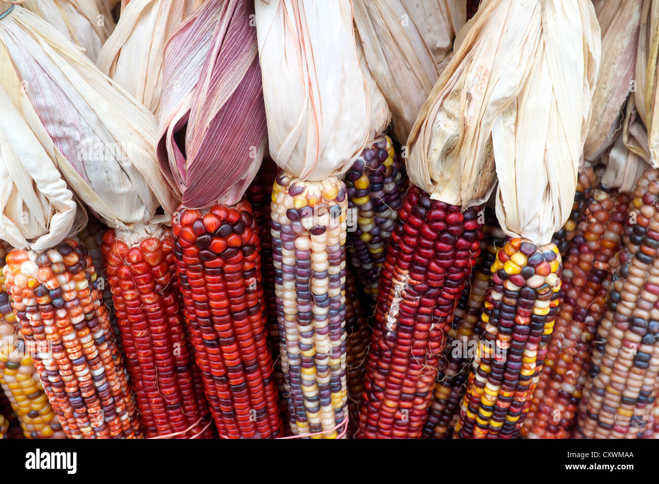Indian corn hi-res stock photography and images - Alamy