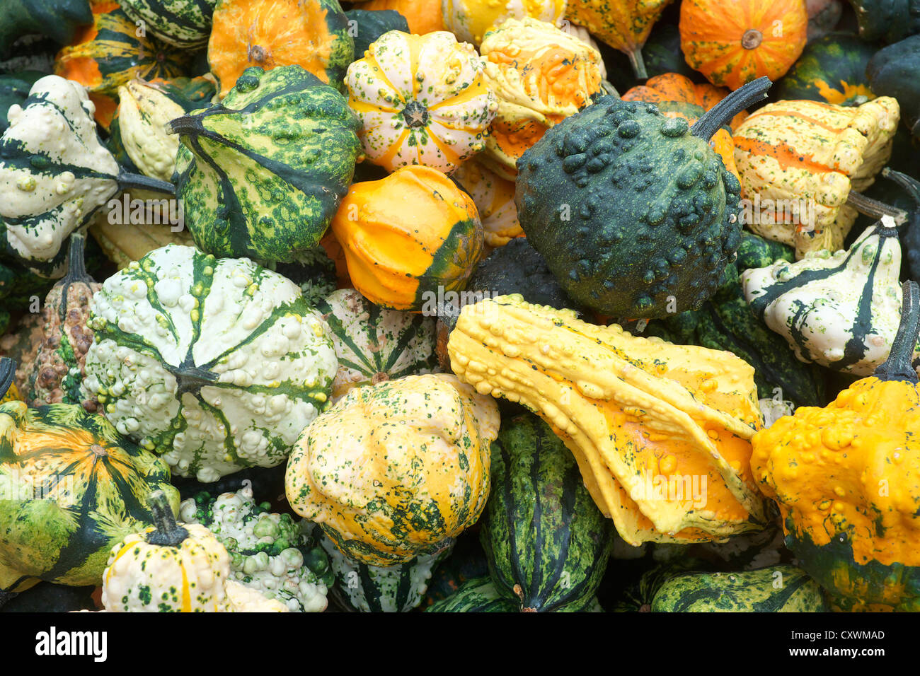 Autumn display of different types of squash Stock Photo - Alamy
