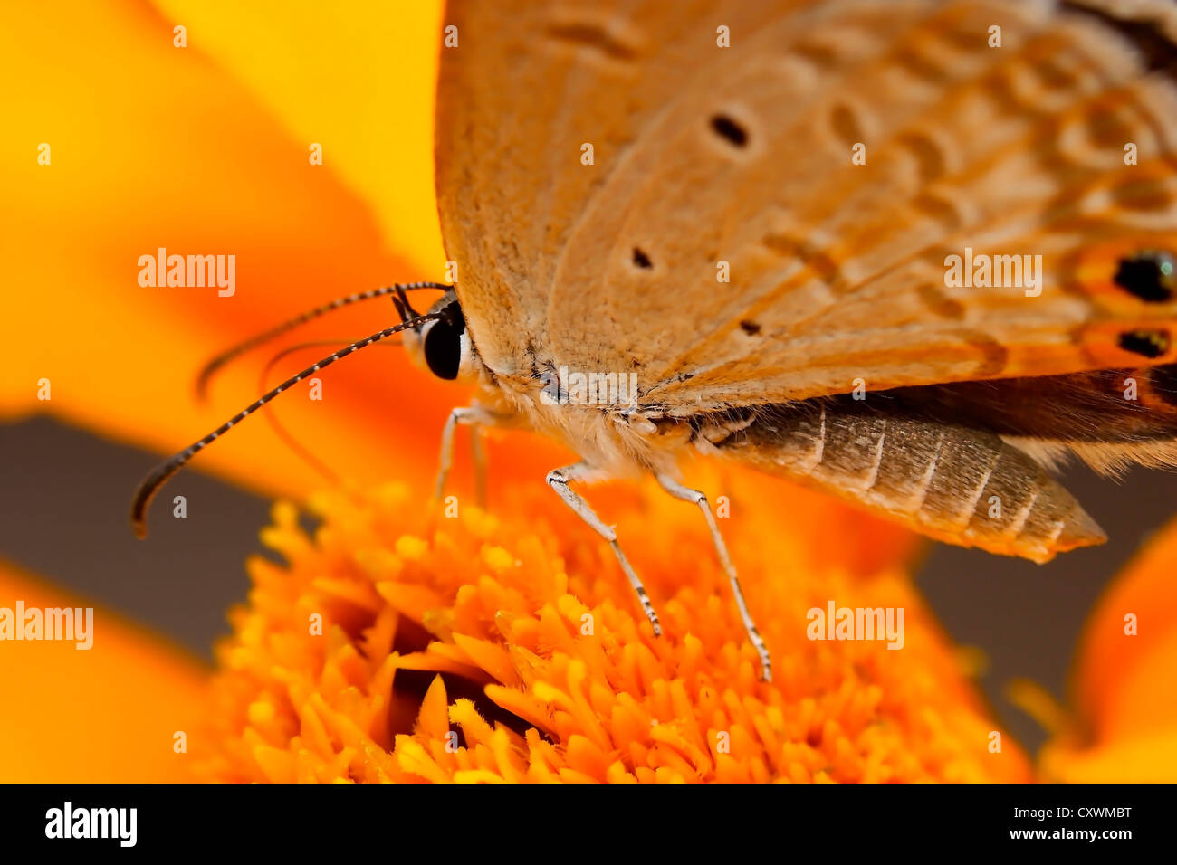 Moth on a flower Stock Photo - Alamy