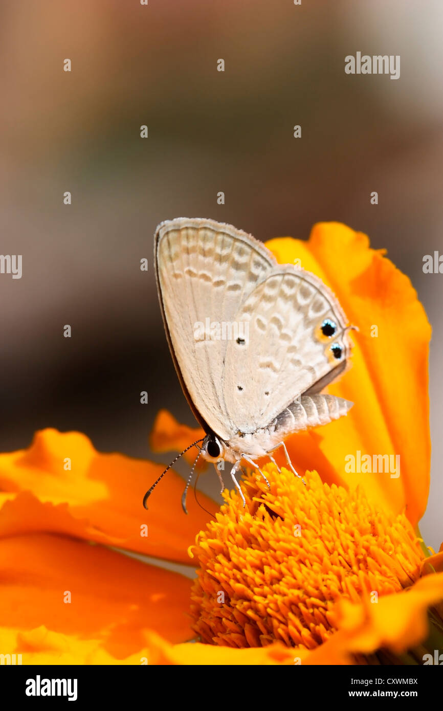 Plantain moth hi-res stock photography and images - Alamy