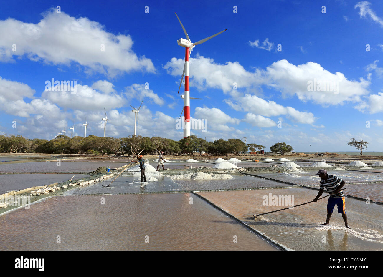 Worker raking salt into piles at salt farm with wind turbines in the ...