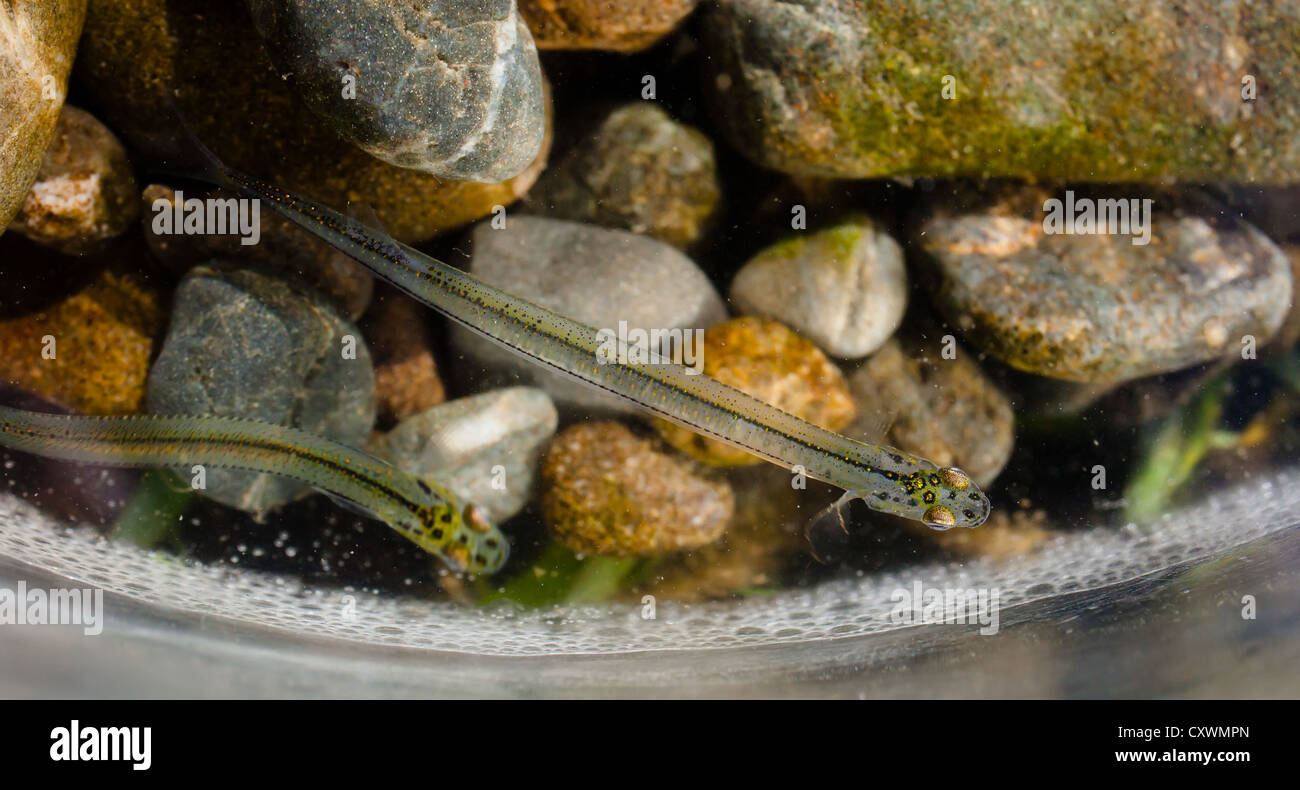 New Zealand Whitebait Stock Photos & New Zealand Whitebait Stock Images ...