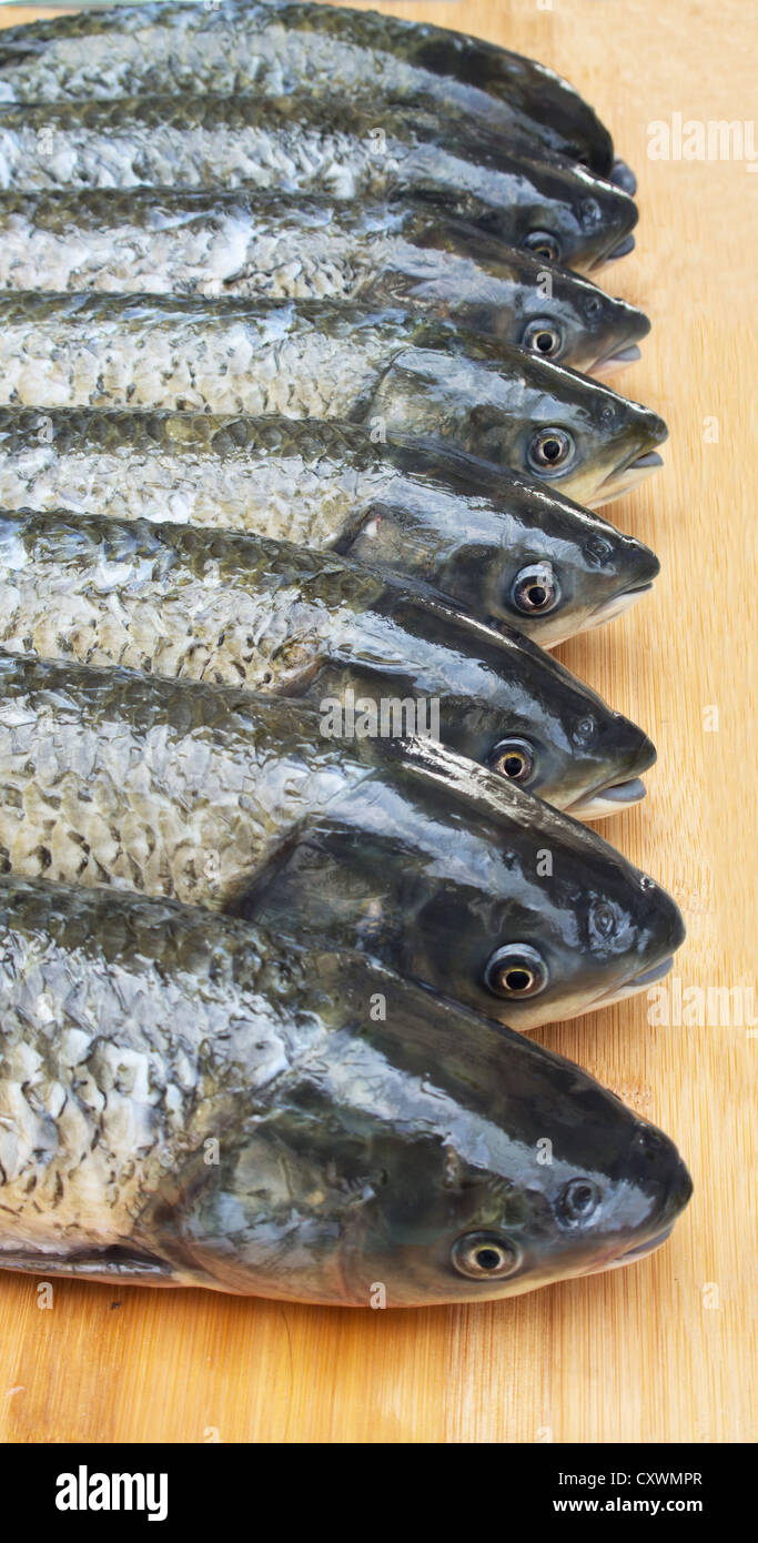 Grass carp fish head queue Stock Photo - Alamy