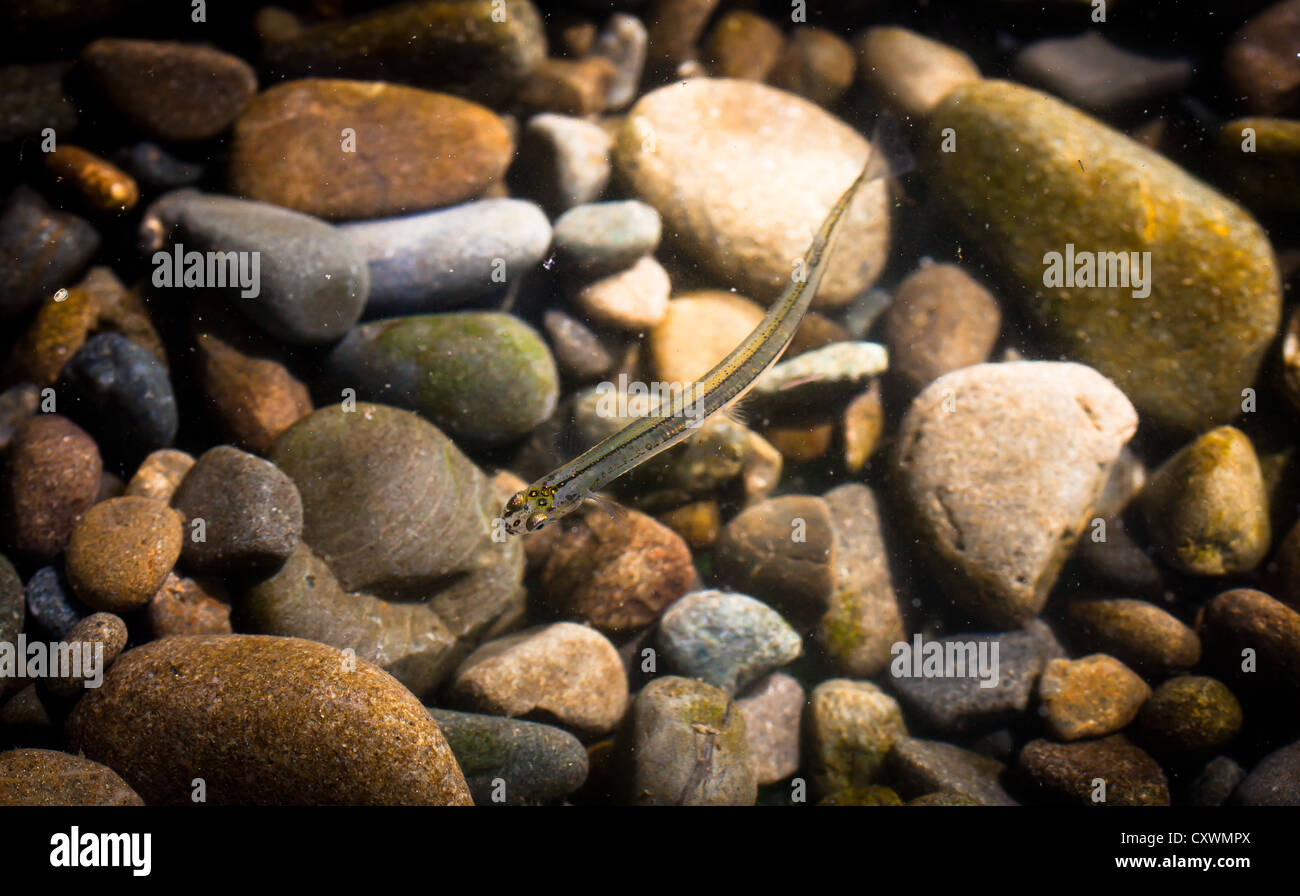 New Zealand Whitebait : (Galaxias maculatus): juvenile fishes, locally ...