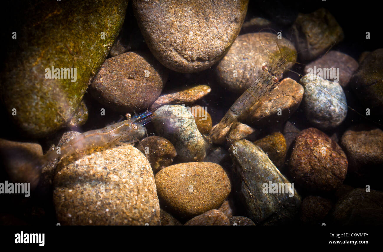 A Look at life in New Zealand. Freshwater Shrimp (Paratya curvirostris ...