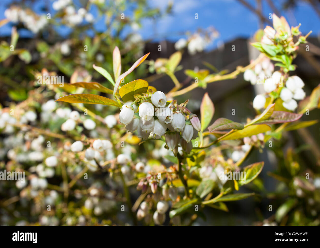 Blueberry Blossom in Spring Stock Photo - Alamy