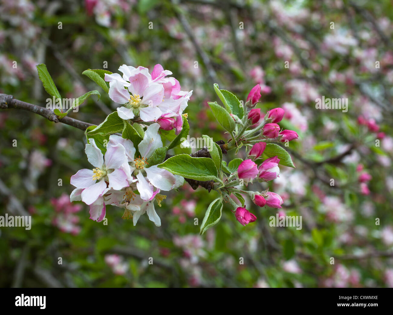 Beautiful Apple Blossom in Spring (Braeburn Apple Tree Stock Photo - Alamy
