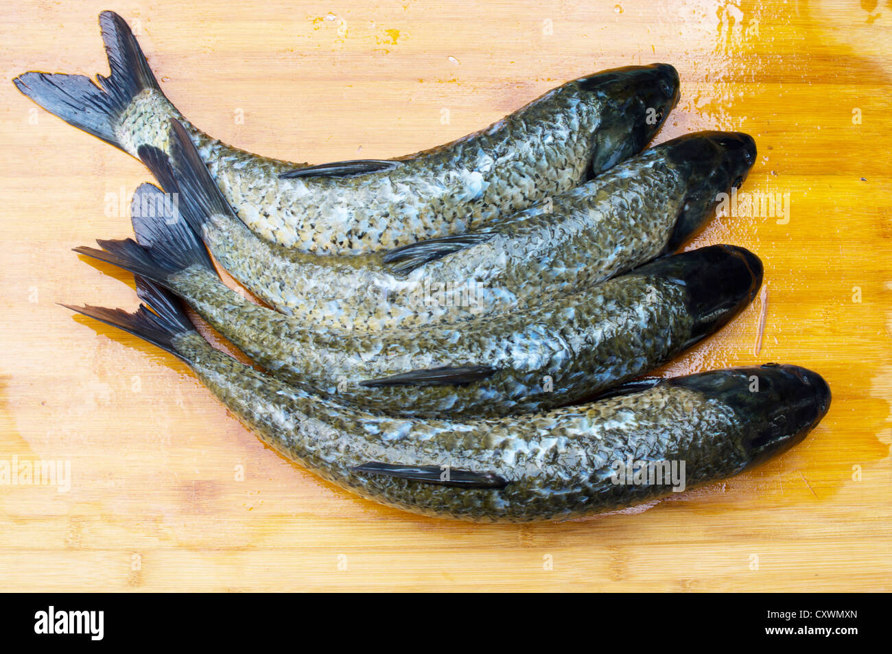 Grass carp hi-res stock photography and images - Alamy