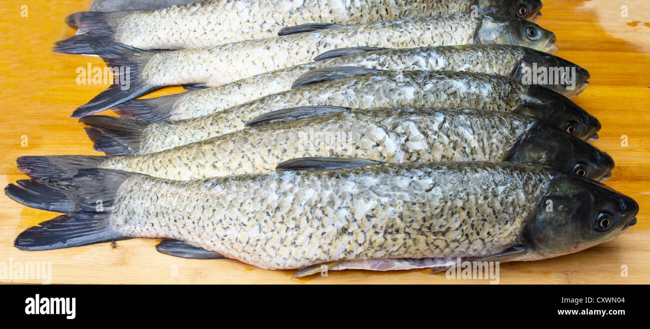 Grass carp hi-res stock photography and images - Alamy