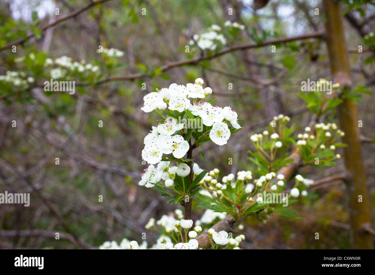Hawthorn Blossom in Spring Stock Photo - Alamy