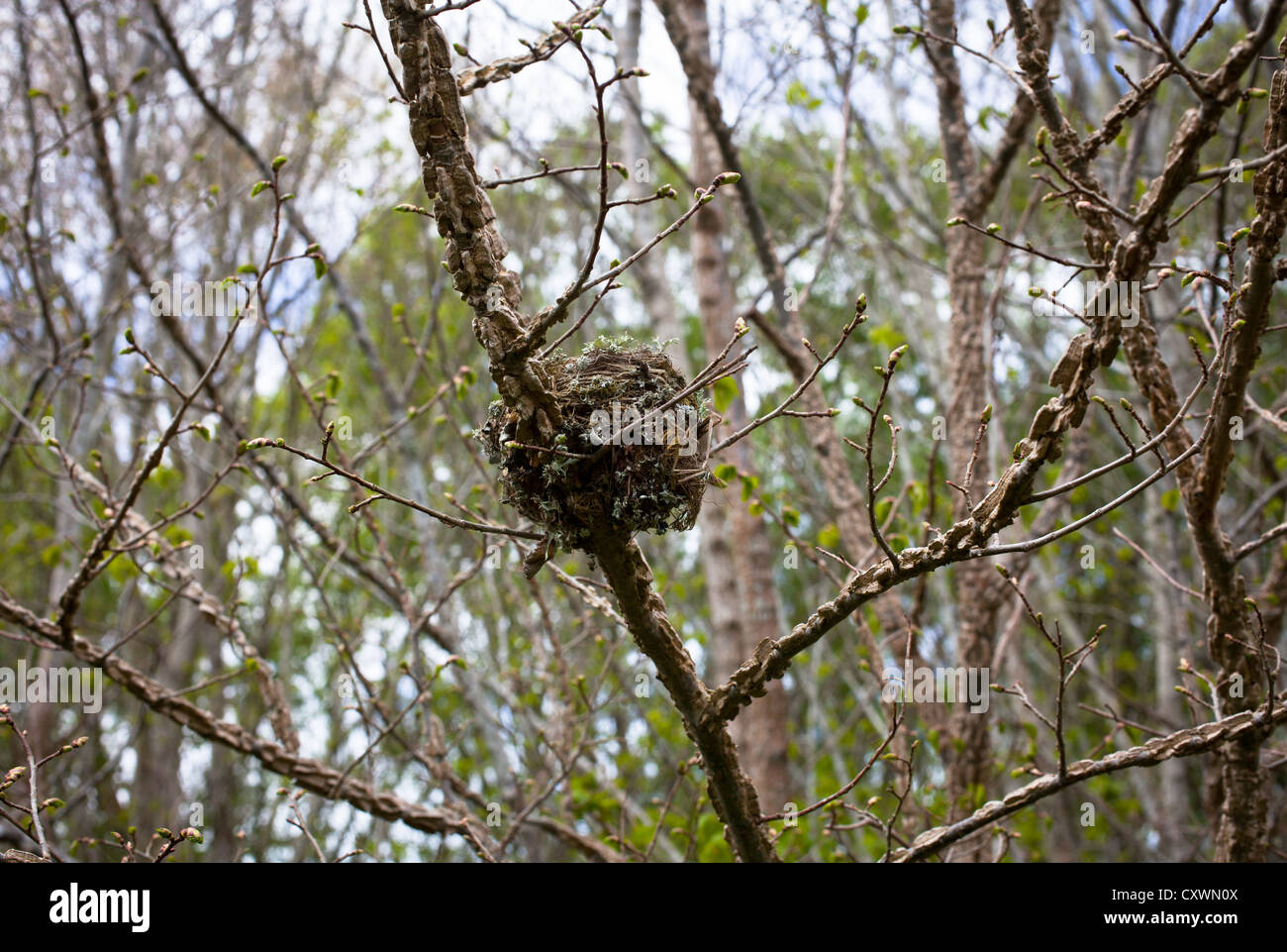 Bird's nest in tree Stock Photo - Alamy