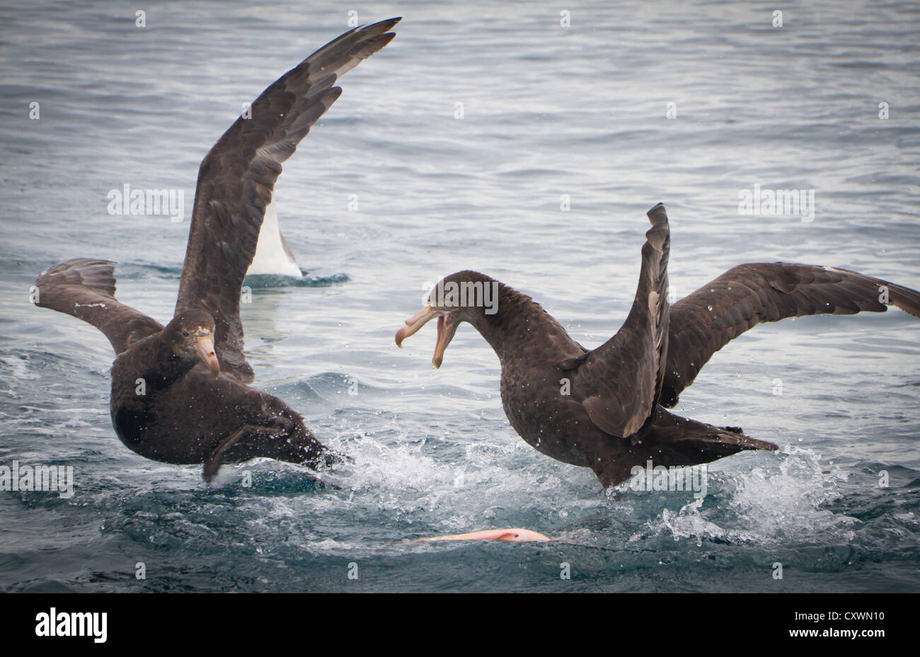 Two Giant Petrels squabble over a small fish Stock Photo - Alamy