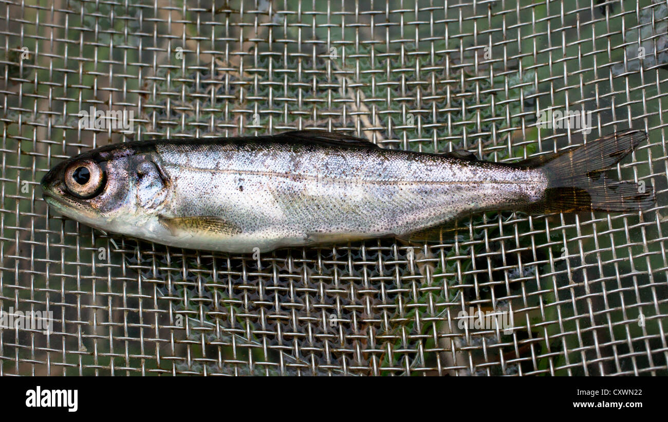 Chinook Salmon Fry