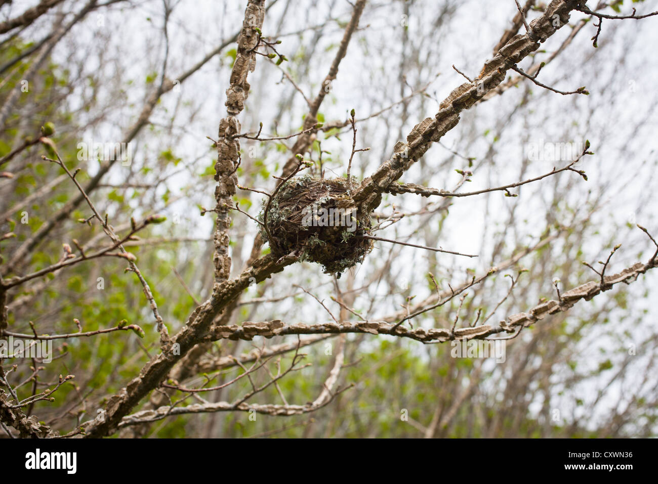 Bird's nest in tree Stock Photo - Alamy