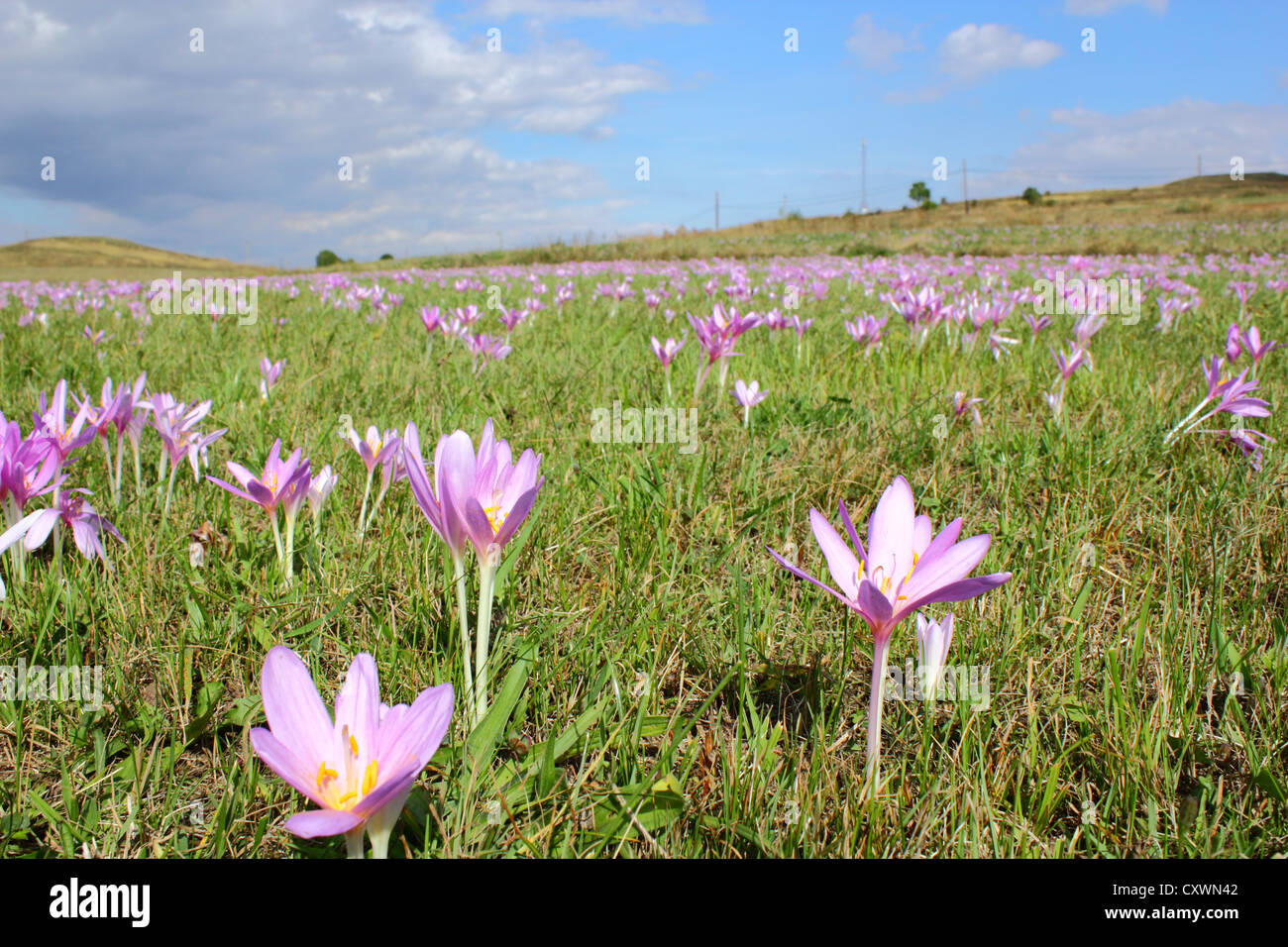 Colchicum autumnale autumn crocus hi-res stock photography and images ...
