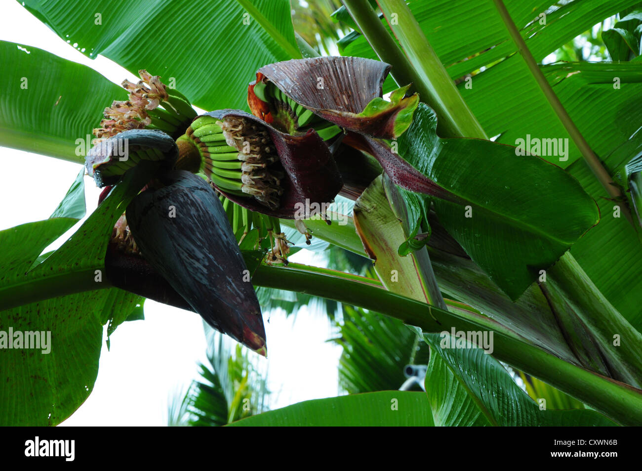 Top of the banana plant blooming stage Stock Photo - Alamy