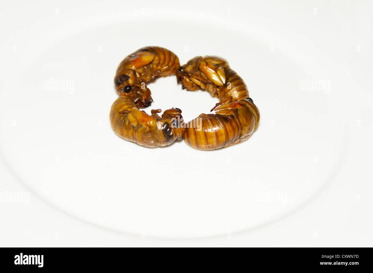 The cicada larvae of close-up Stock Photo - Alamy